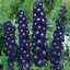 GIANT RED DELPHINIUM FLOWER SEEDS / PERENNIAL | eBay