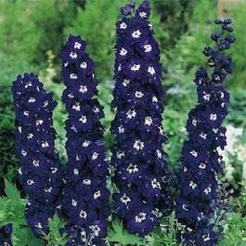 GIANT RED DELPHINIUM FLOWER SEEDS / PERENNIAL 25+ | eBay