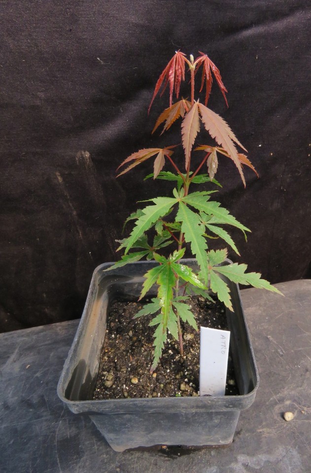 Seed-Grown Acer Palmatum 'Atropurpureum' Japanese Maple Tree 2025 ...
