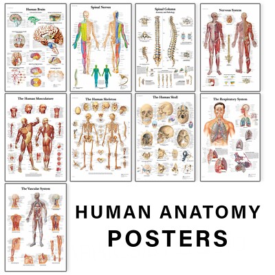Human Anatomy Medical Doctor Educational Anatomical Posters - A5 A4 A3 ...