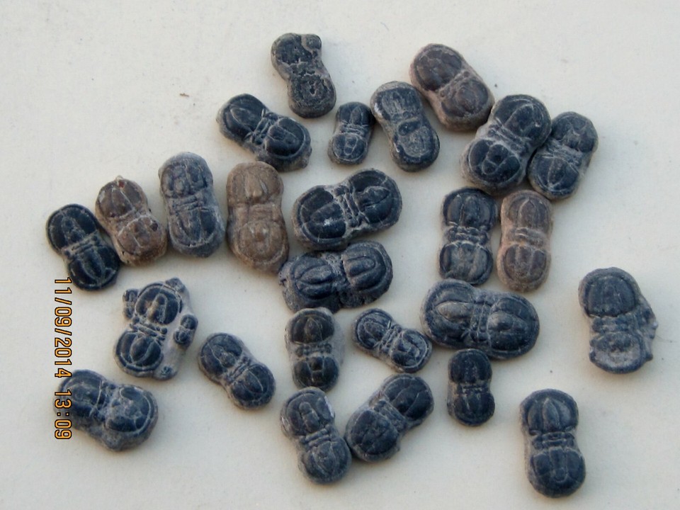 25 PERONOPSIS FOSSIL TRILOBITES LOOSE | eBay