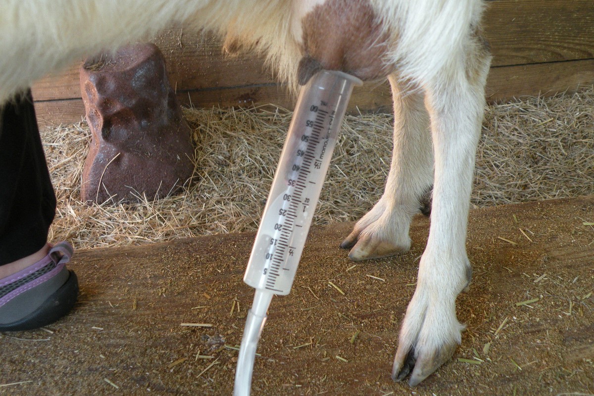 Milking Machine For Cows And Goats Goat Milking Machine, 2L Portable ...