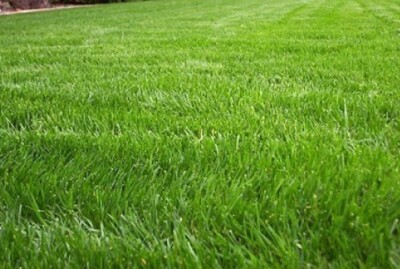 Annual Rye Grass Lawn Seed Cool Season Pasture Forage Cover Crop ...