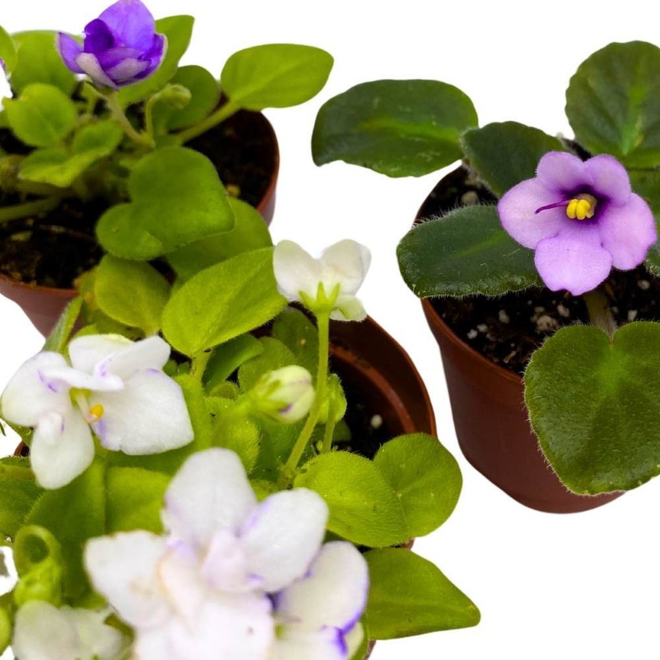 Harmony's African Violet Assortment, 2 inch set of 3, Rare Mini ...