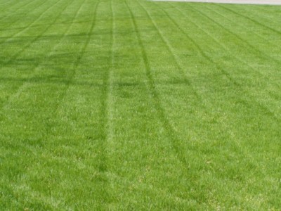 Annual Rye Grass Seed (1 lb. Pack) Grass Seed, Cool Season Gulf Rye ...