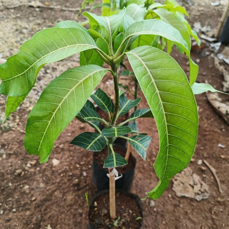Coconut Mango Grafted Plant Giant Mango Big Mango Fruit Tree Unique ...