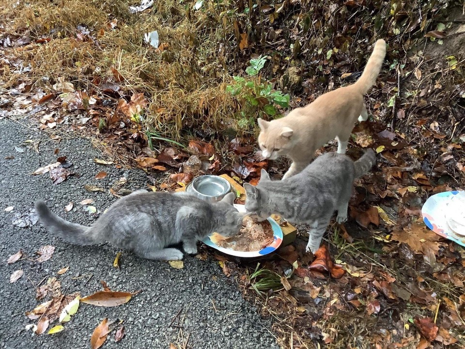 Buy a cat photo w USPS tracking!to help cats at shelter in KY! WE NEED ...