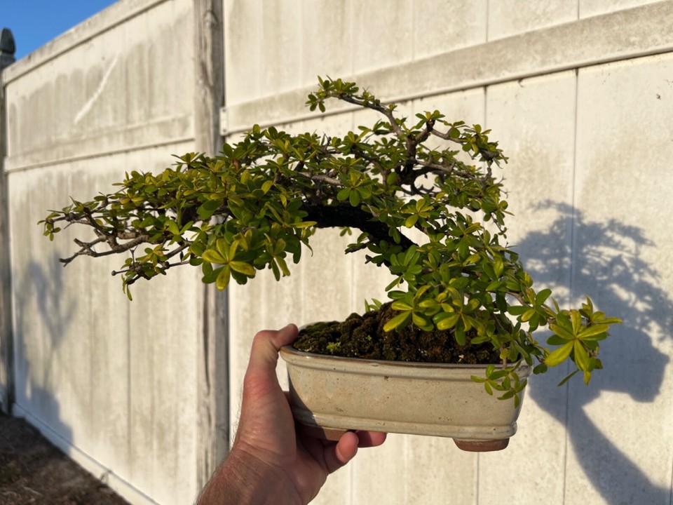 Florida native Spiny Black Olive bonsai tree | eBay