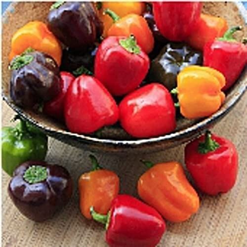 Mini Belle Mix Sweet Peppers Seeds (20+ Seeds) | Non GMO | Vegetable ...