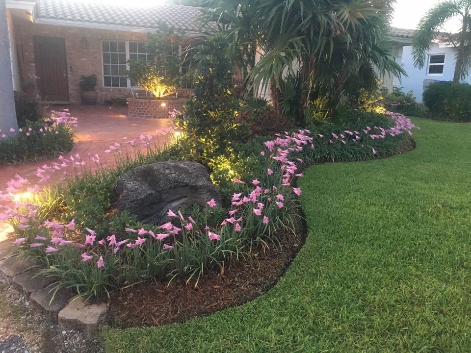 Zephyranthes Fadjar Pink Lot 100 Bulbs Rain Lilies Fairy Lily Atamasco ...