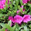 1 X AZALEA 'GEISHA PINK' JAPANESE EVERGREEN SHRUB HARDY PLANT IN POT | eBay