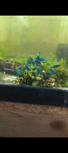 Neocaridina Davidi Blue Rili Mix Crevette Aquarium | eBay