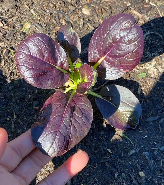 500+ Organic Red Tatsoi Mustard Scarlet Seeds, Cải Ngọt Đỏ Nhật, 2025 ...