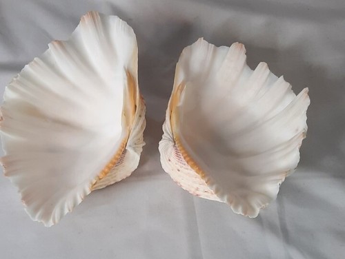 Bear Paw Hippopus Clam Shells, Natural Soap Dish | eBay