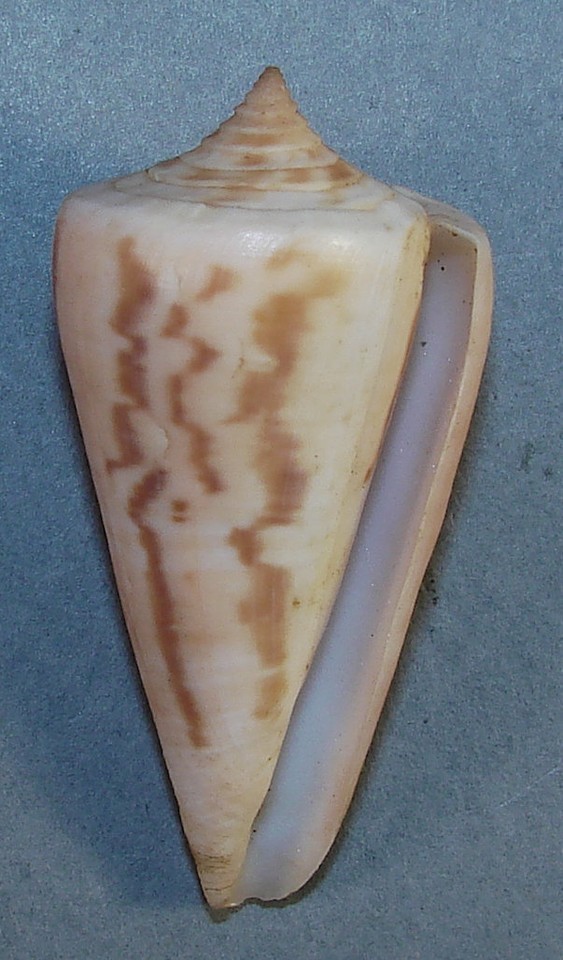 CONUS VIRGATUS 53.54mm BEAUTIFUL SPECIMEN Guaymas, Sonora, Mexico | eBay