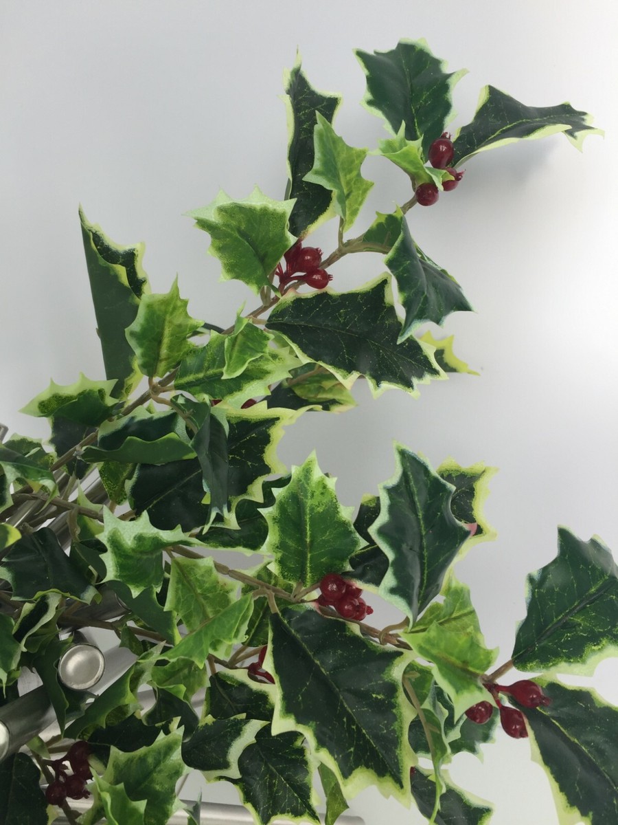 Variegated Holly Bush