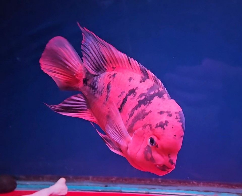 #165**ASK FOR BEST OFFERED** BEAUTIFULL SRM GOLD🍎TIGER 6.5" AAA* | eBay