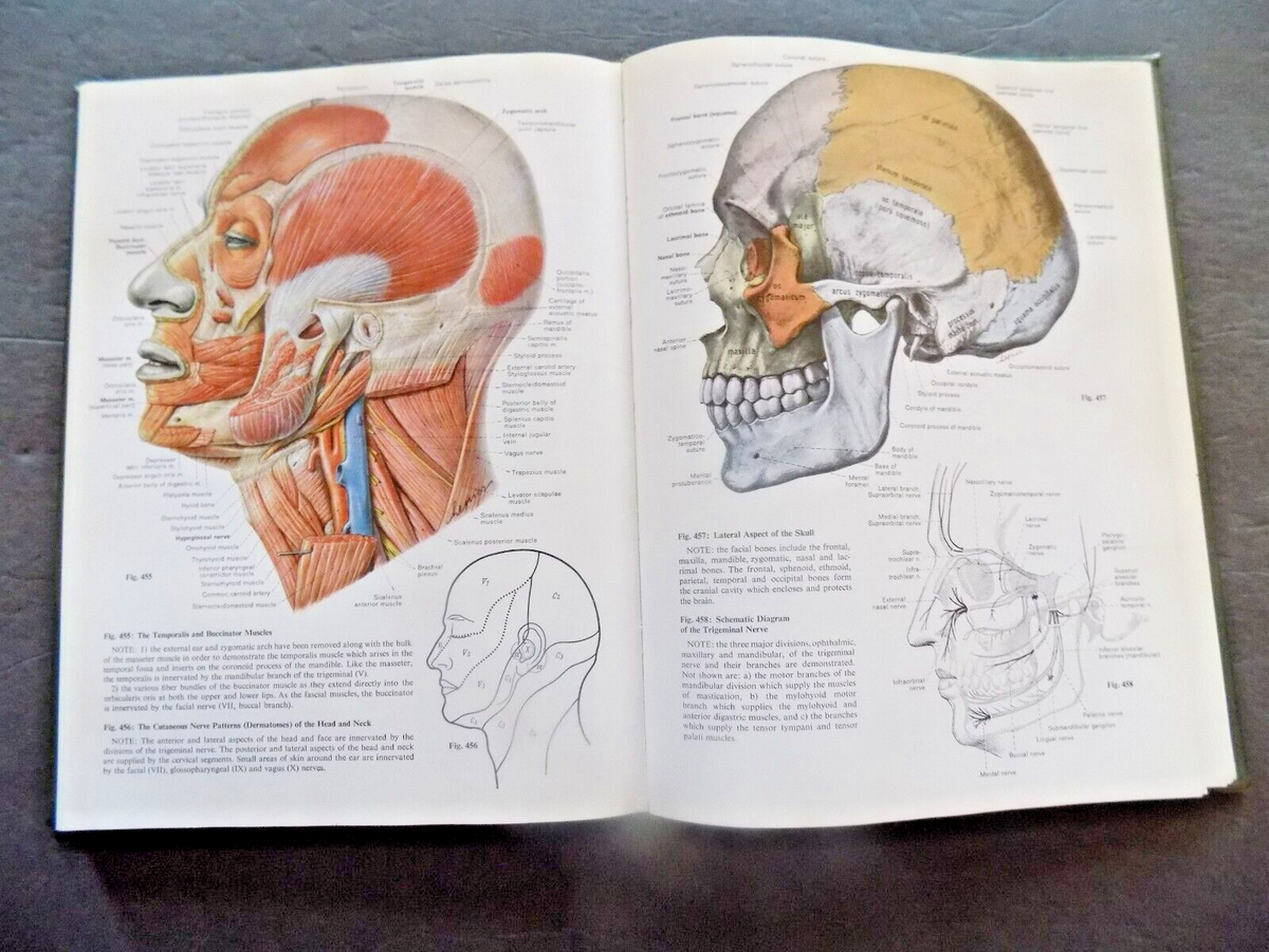 Subdivisions Of Anatomy Anatomy Diagram Book
