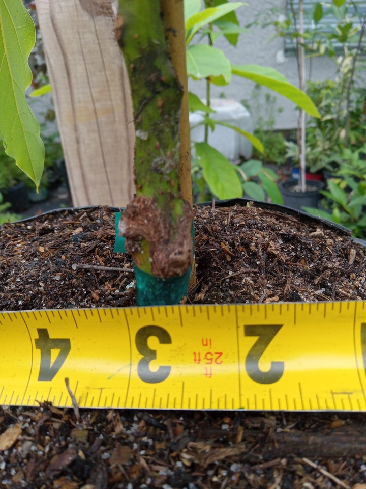 GRAFTED AVOCADO - MARIA BLACK VARIETY - CHOQUETTE ROOTSTOCK - 38" TALL ...