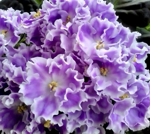 African Violet RS Kholodnaya Siren’(cold lilac) Starter Plant Std | eBay