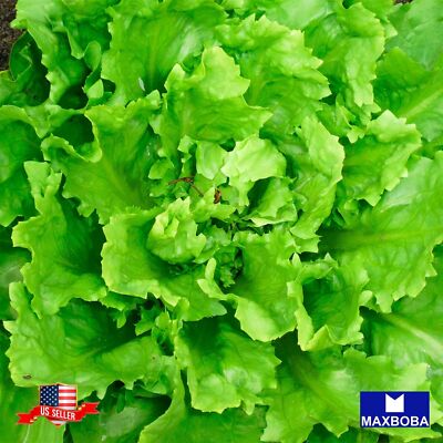 Endive Fresh Seeds Broadleaf Batavian Escarole Non-GMO Heirloom ...