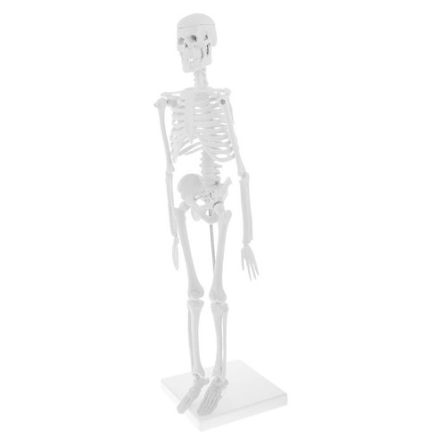 45cm Highly Detailed Human Body Skeleton Models Set School | eBay Australia