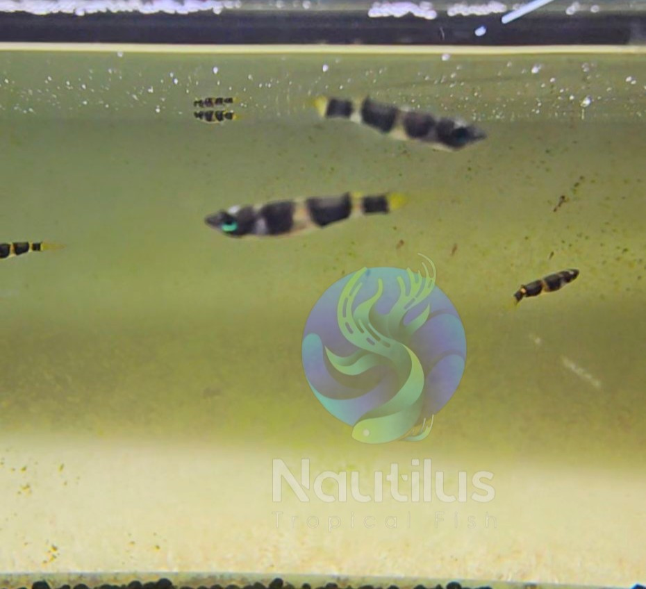 Clown Killifish / Rocket Killifish (Epiplatys annulatus), Tank-Bred! | eBay