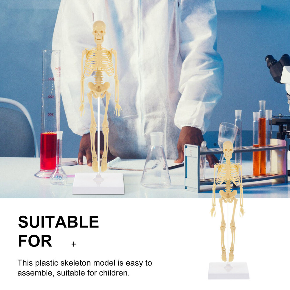 Plastic Kids Toy Movable Skeleton Model Mini Human Body for Child | eBay