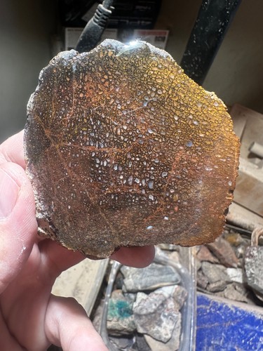 Dinosaur gem bone rough **hxtled slab. | eBay