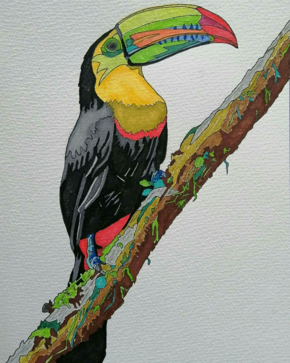 Toucan Drawings