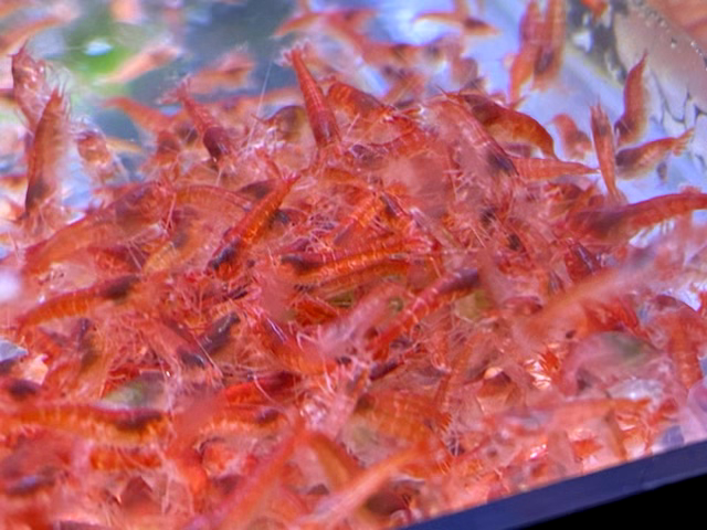 TALL Half Gallon GLASS OPAE ULA HAWAIIAN RED SHRIMP OPEN ECOSPHERE 10 ...