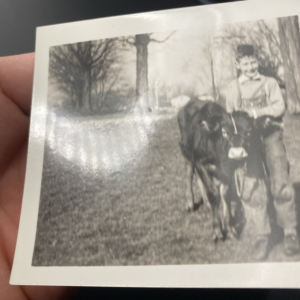 1936 Young Farmer Boy Cow Cattle Farm Animal ROBERT VARNEY Original ...