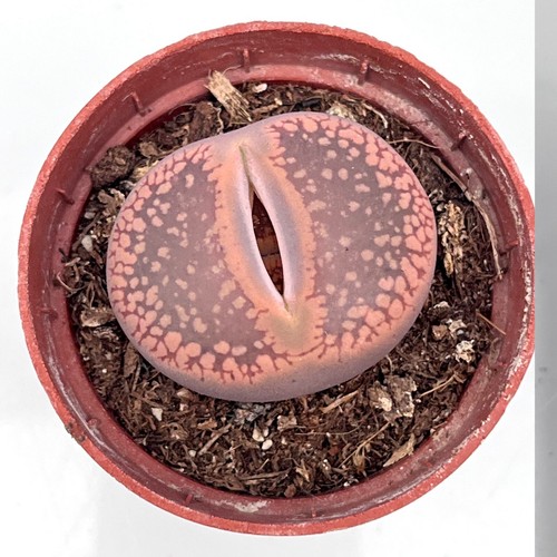 Large Lithop Living Stones pebble plant succulent single head in 5cm ...