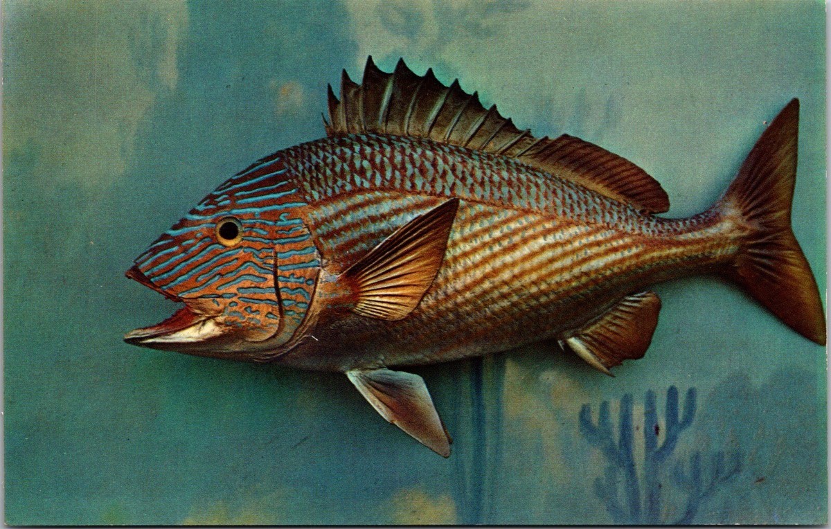 Grunt Fish Key West Grunt Hi Res Stock Photography And Images Alamy