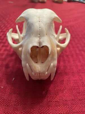 Real XL bobcat skull Unique Collections Crafts Bones Conversation Piece ...