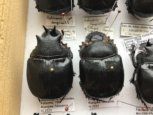 Coleoptera Scarabaeidae Scarabaeinae Heliocopris erycoides Great Pair ...