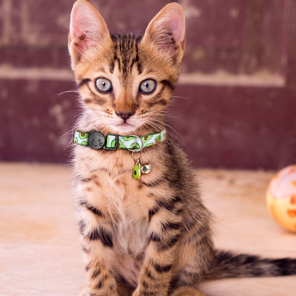 Adjustable Cat Bell Collars 4Pcs Set Polyester Reusable Pet Supplies ...