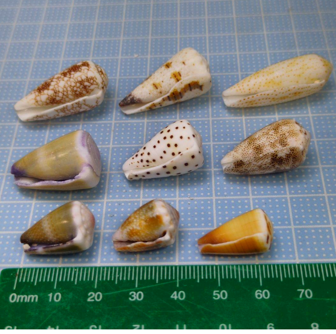 rare Hebrew cone & cone shell from japan Shells of Okinawa 274 0108 | eBay