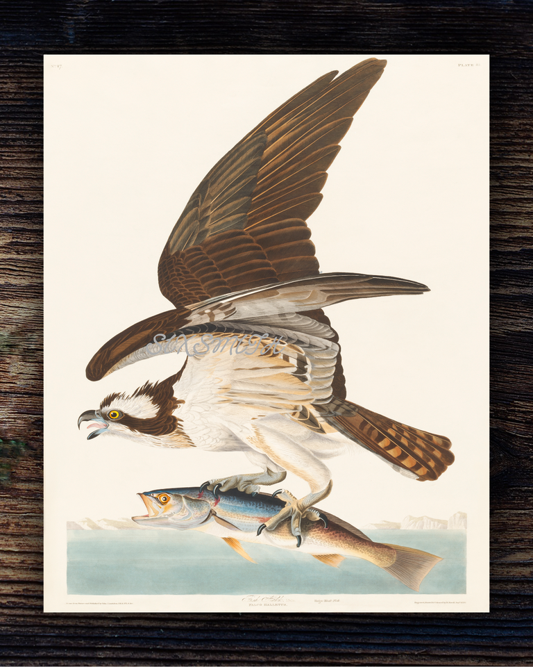 Fish Hawk Audubon Antique Vintage Giclee 8x10 Fine Art Print | eBay