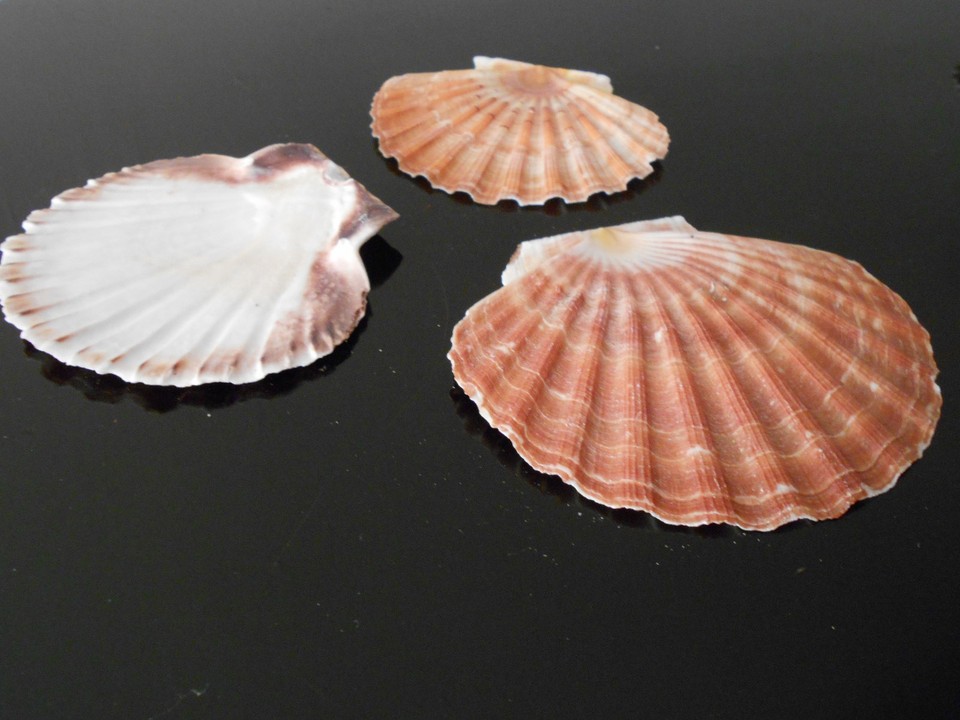 2 Large Irish Flat Scallop Shells Seashell 4"+ Crafts Beach Cottage ...