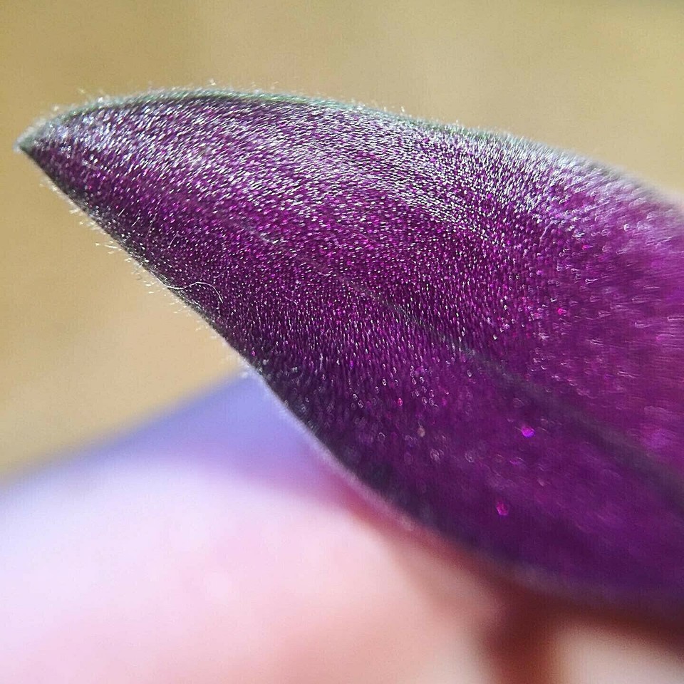 RARE - Tradescantia chrysophylla 'Baby Bunny Bellies' starter plant ...