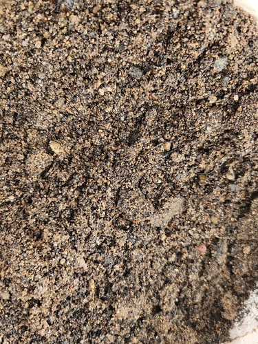 Rich Sluice Concentrates GOLD Pan Paydirt GUARANTEED To Find Natural ...