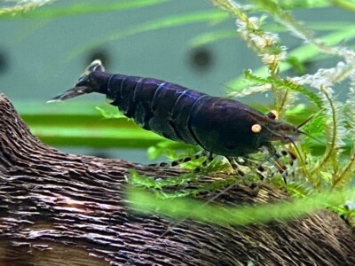 10+1 Orange Eye Blue Tiger ( OEBT) Shrimp w/Rust in colony | eBay
