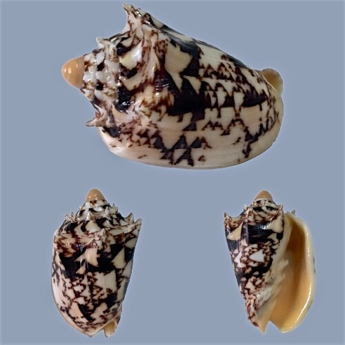 Volutidae, Cymbiola chrysostoma, Central Sulawesi, Indonesia, 50,7 mm ...