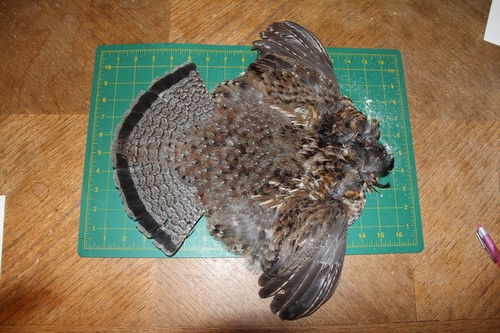 Ruffed Grouse Skin fly tying feathers #3 / soft hackle Hungarian ...