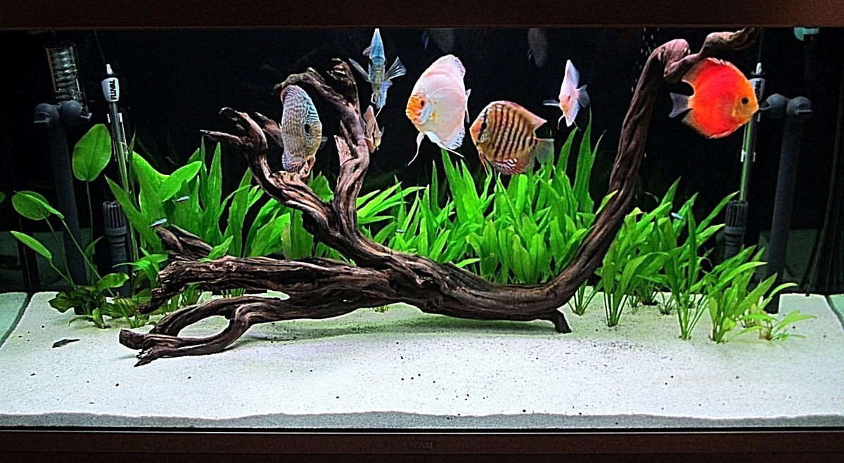 Discus Fish Tank Decoration