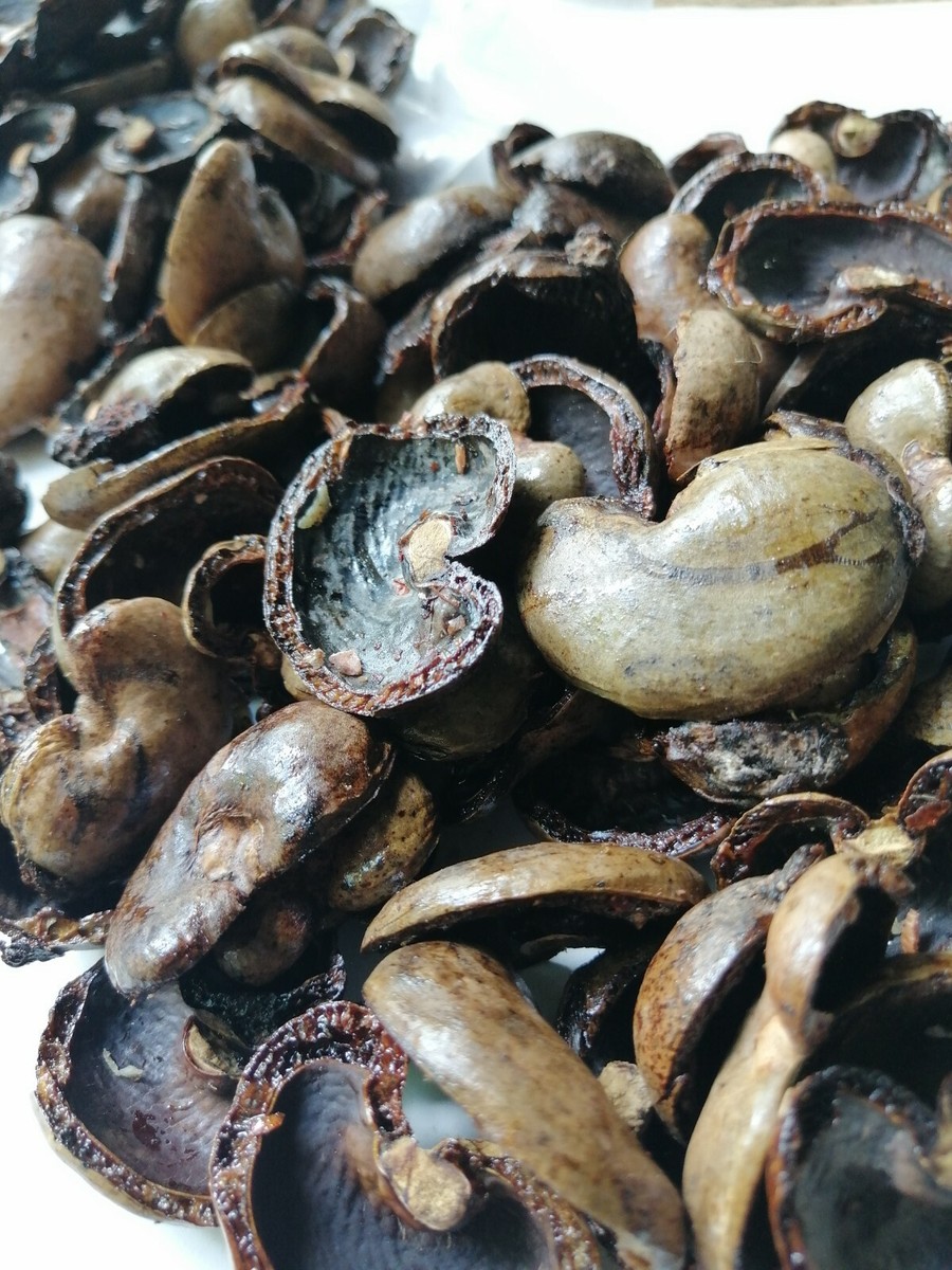 Cashew Nut Shell