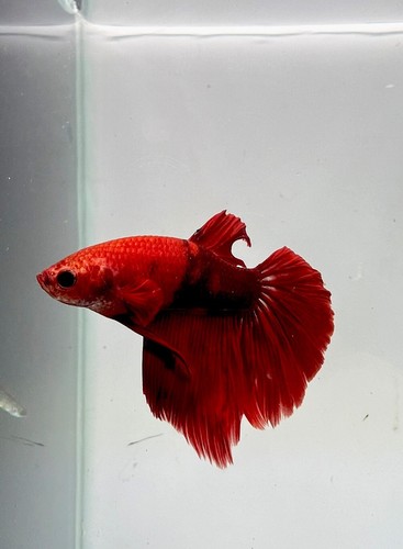 Live Betta Fish High Quality Male Red Cooper FCCP Halfmoon HM- USA ...