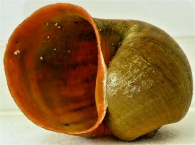 2 Natural APPLE SNAIL SHELL Aquarium DECORATION Crafts Etc. LARGE | eBay