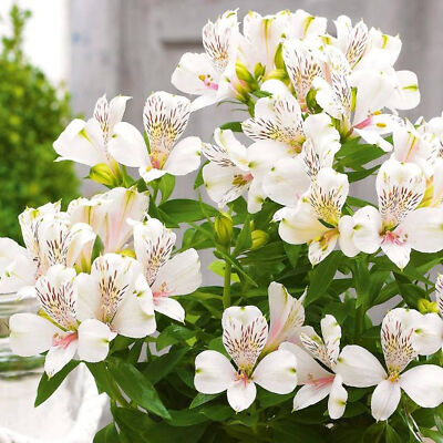 Alstroemeria Inticancha White Magic - Peruvian Lily | Deciduous Garden ...